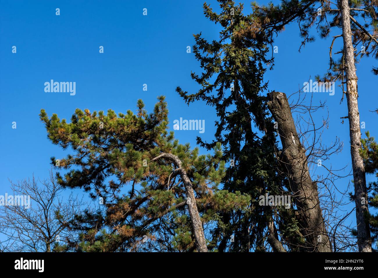 Moon pine tree forest sky hi-res stock photography and images - Alamy