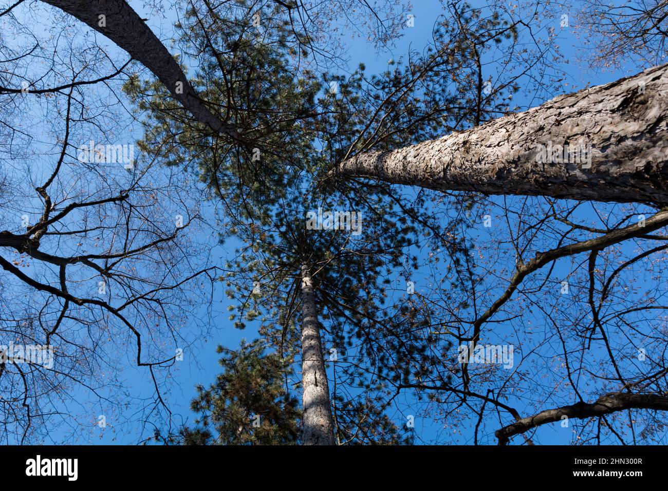 Tree from the bottom hi-res stock photography and images - Alamy