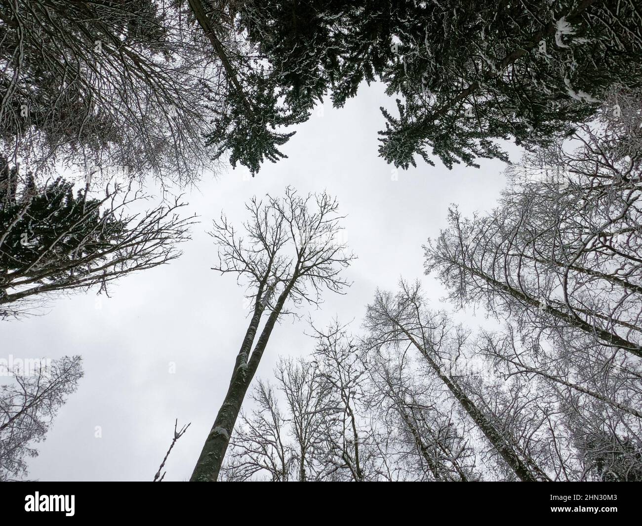 Low angle of trees in winter forest Stock Photo - Alamy