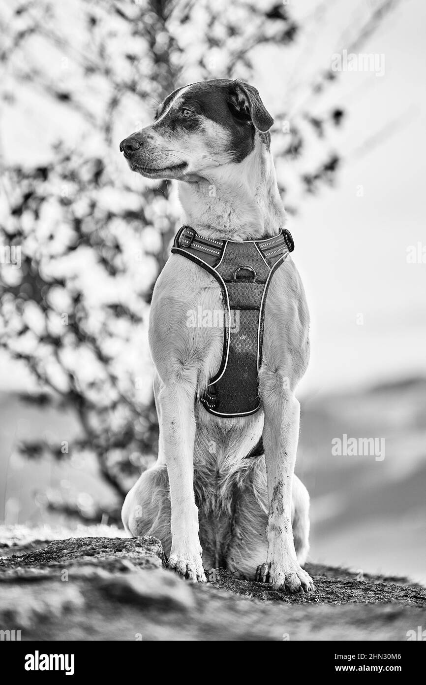 Vertical grayscale shot of a Jack Russell terrier sitting on the stone ...