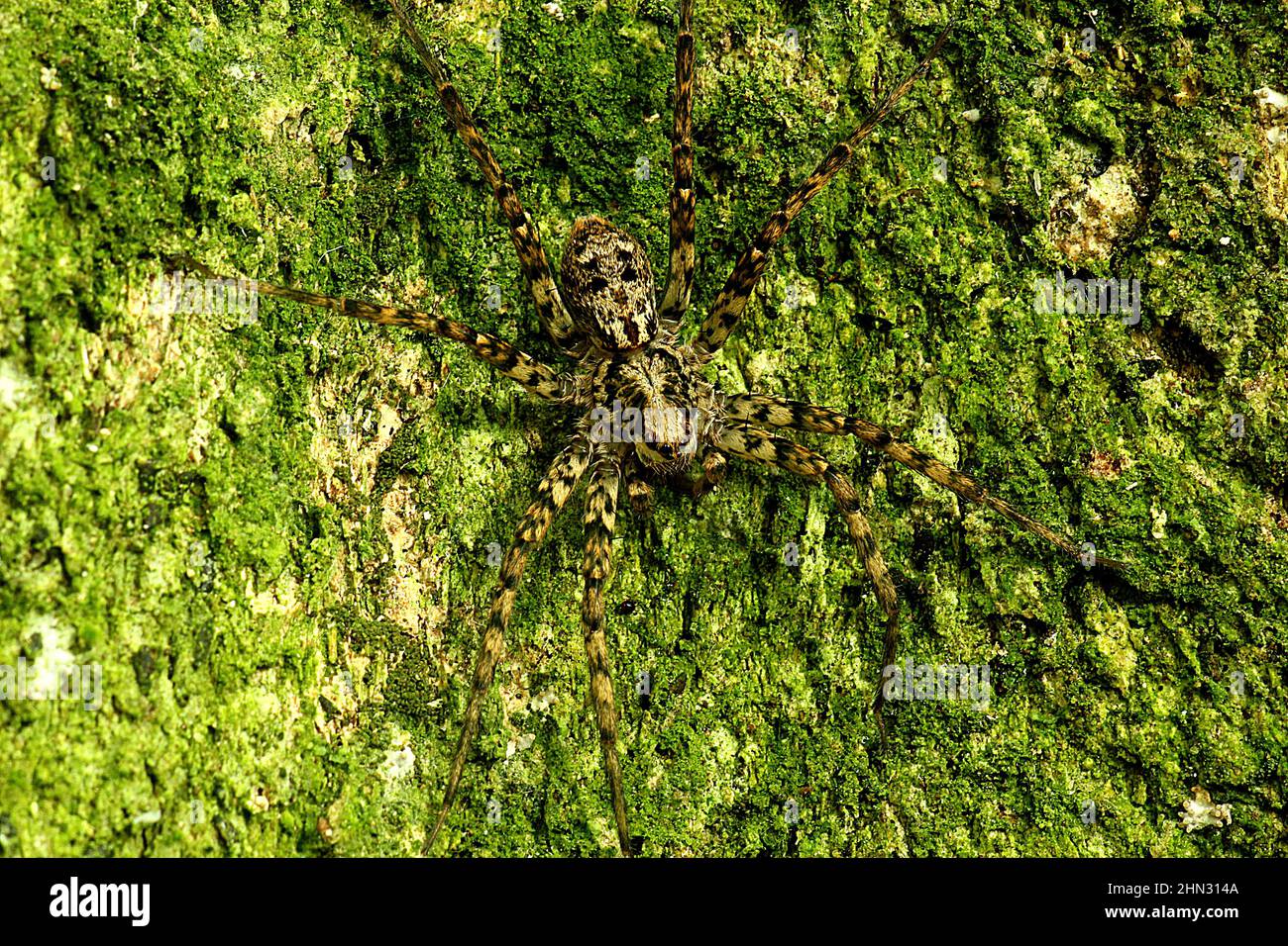 On mossy tree trunk hi-res stock photography and images - Alamy