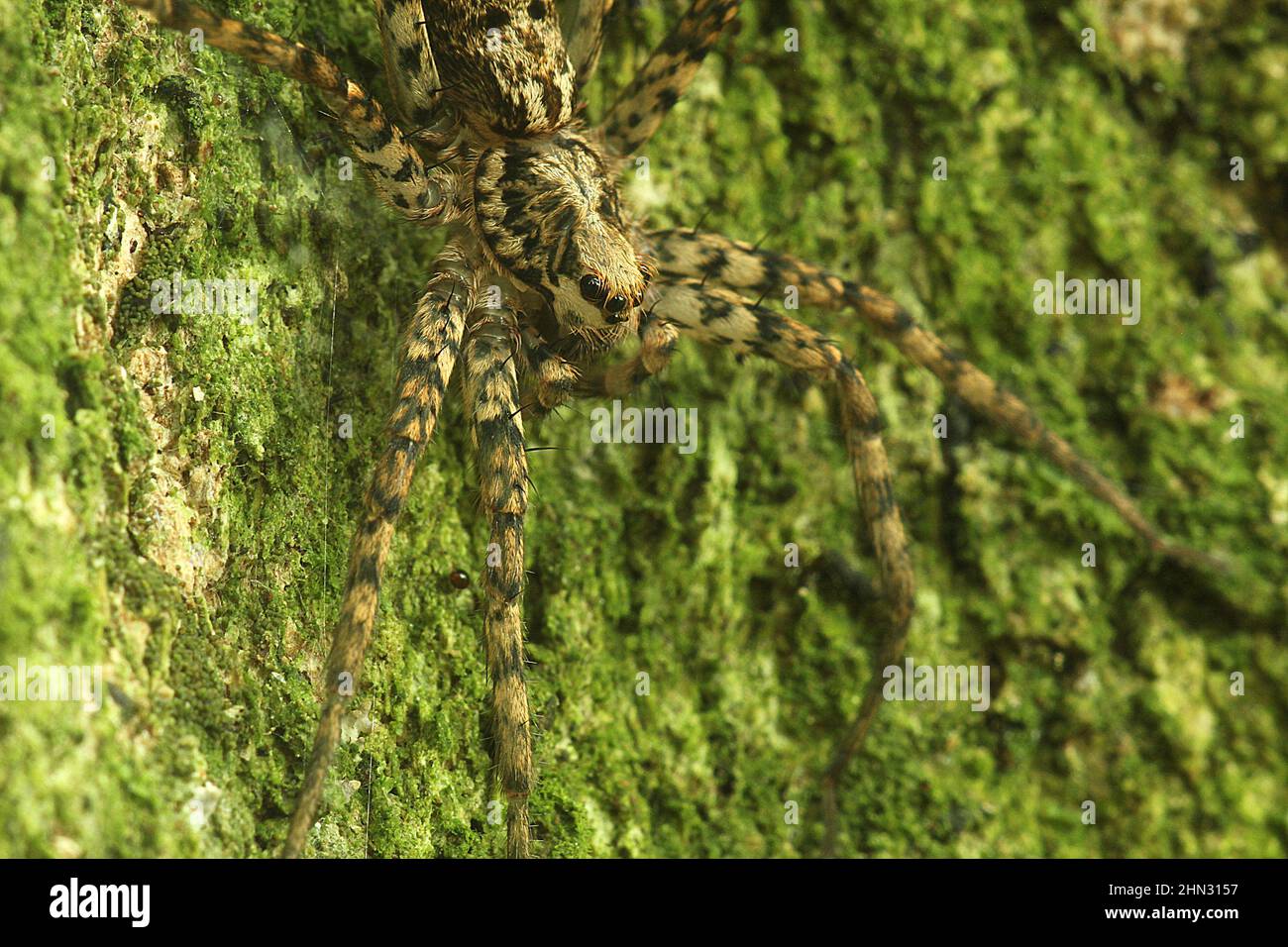 On mossy tree trunk hi-res stock photography and images - Alamy