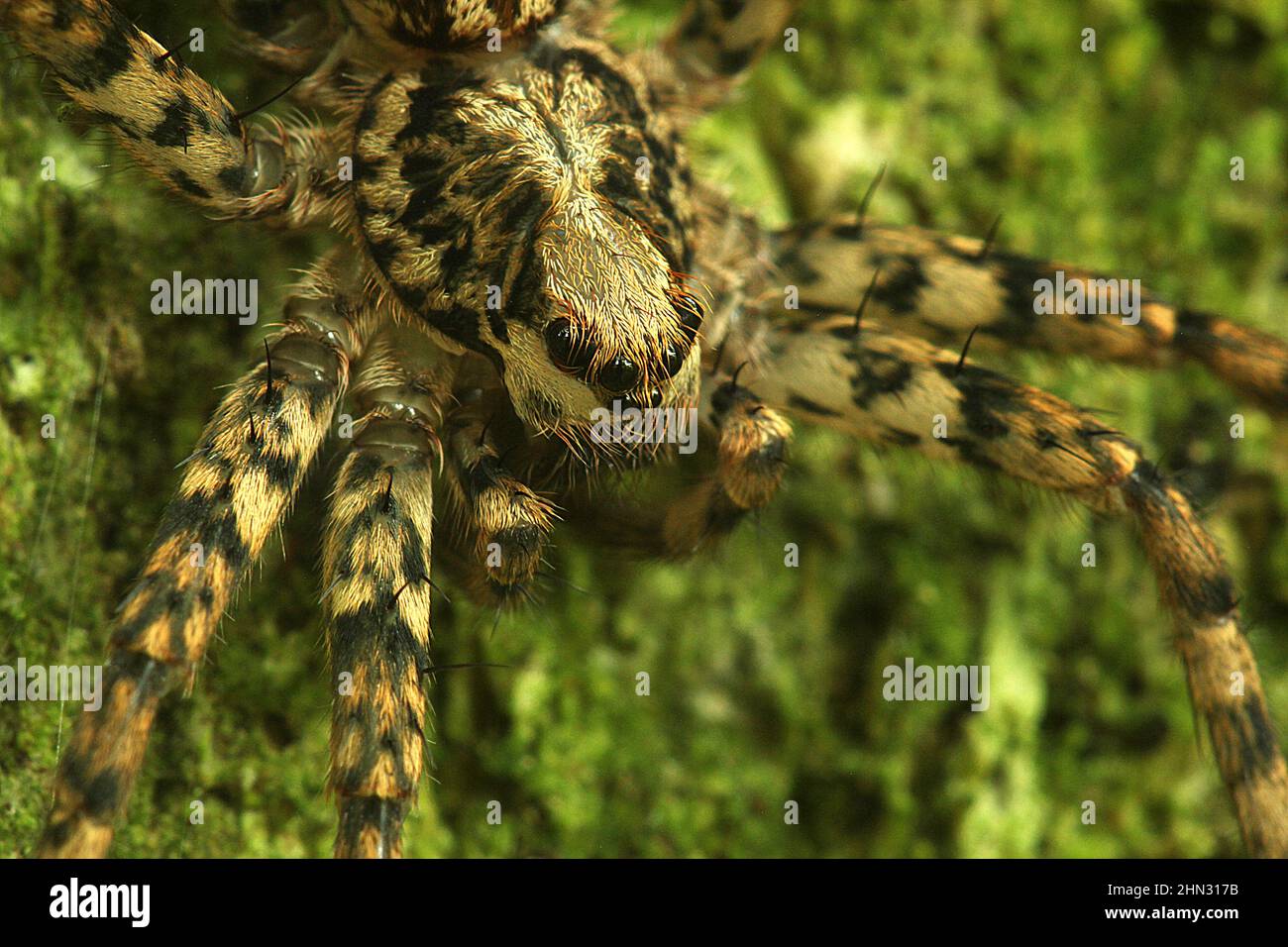 Cyclotenus hi-res stock photography and images - Alamy