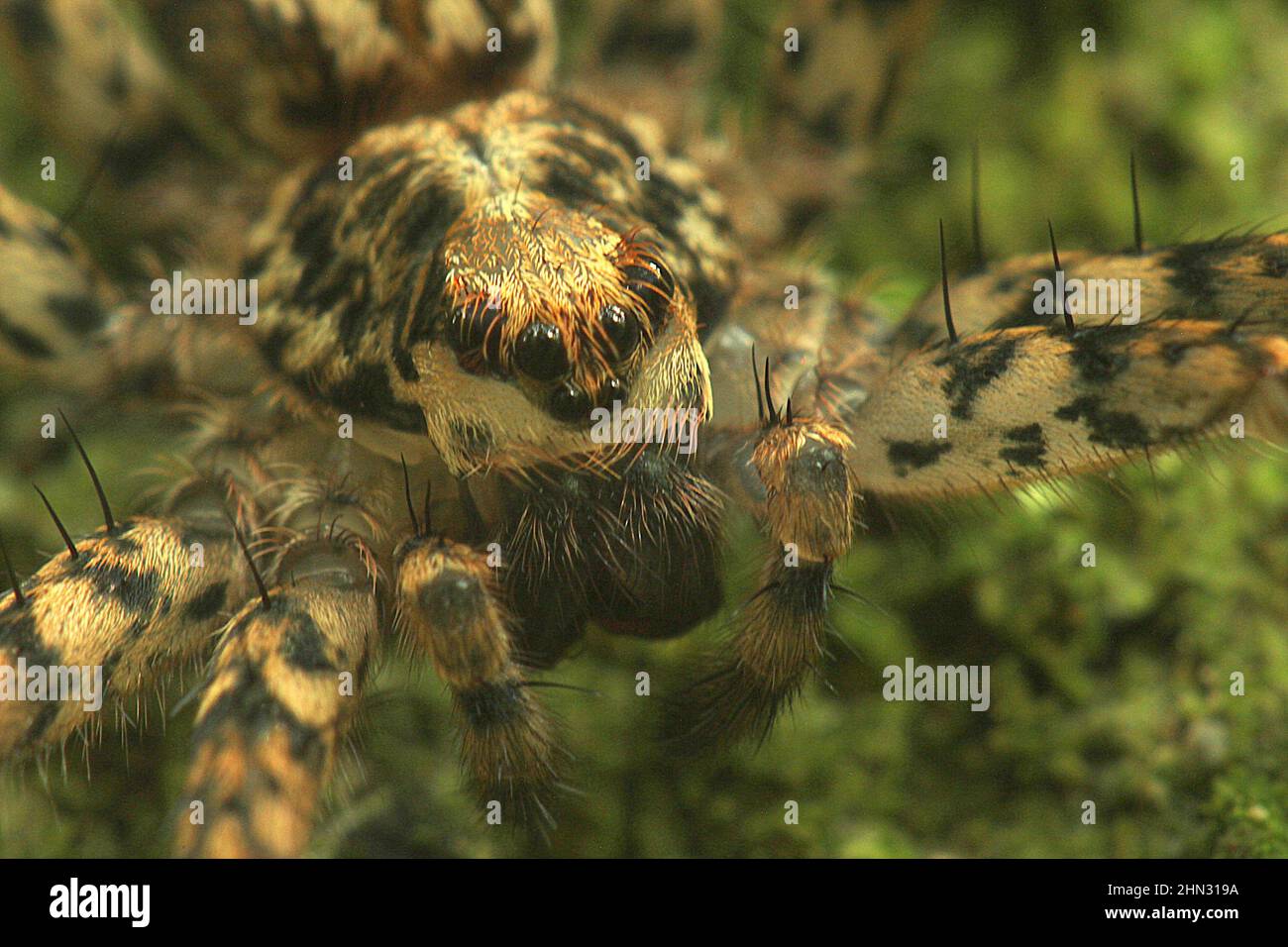 Cyclotenus hi-res stock photography and images - Alamy