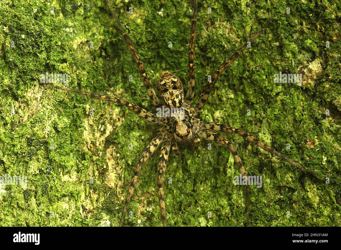 Scuttling spider (Cyclotenus sp.) on mossy tree trunk Stock Photo - Alamy