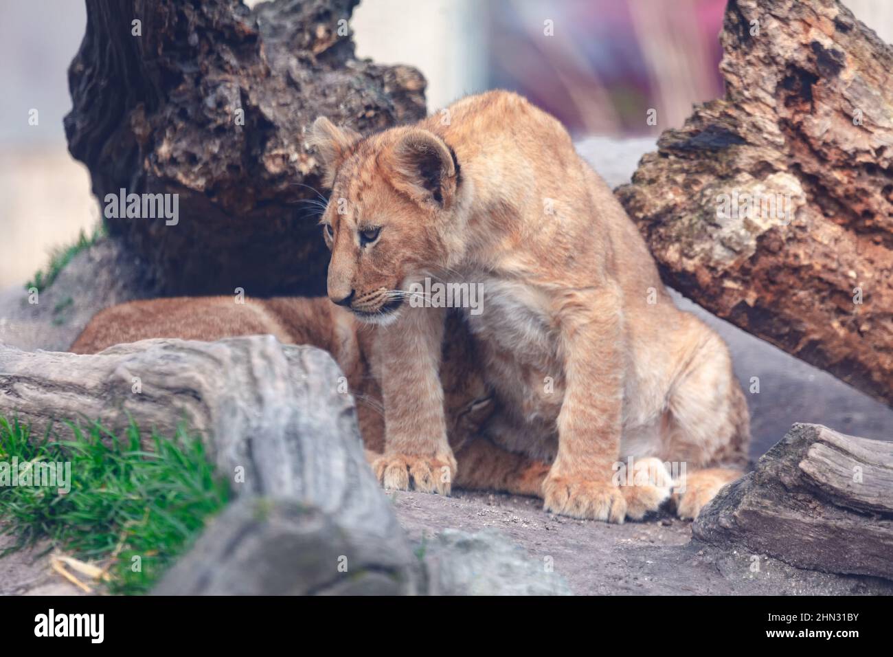 African young lions . Wildlife animals in savanna Stock Photo - Alamy