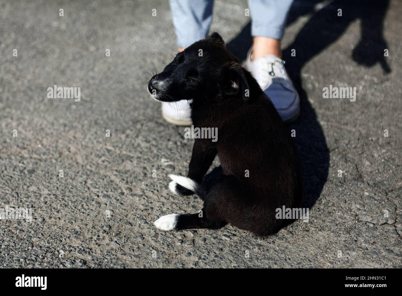 Puppy at the human feet . Black little dog Stock Photo - Alamy