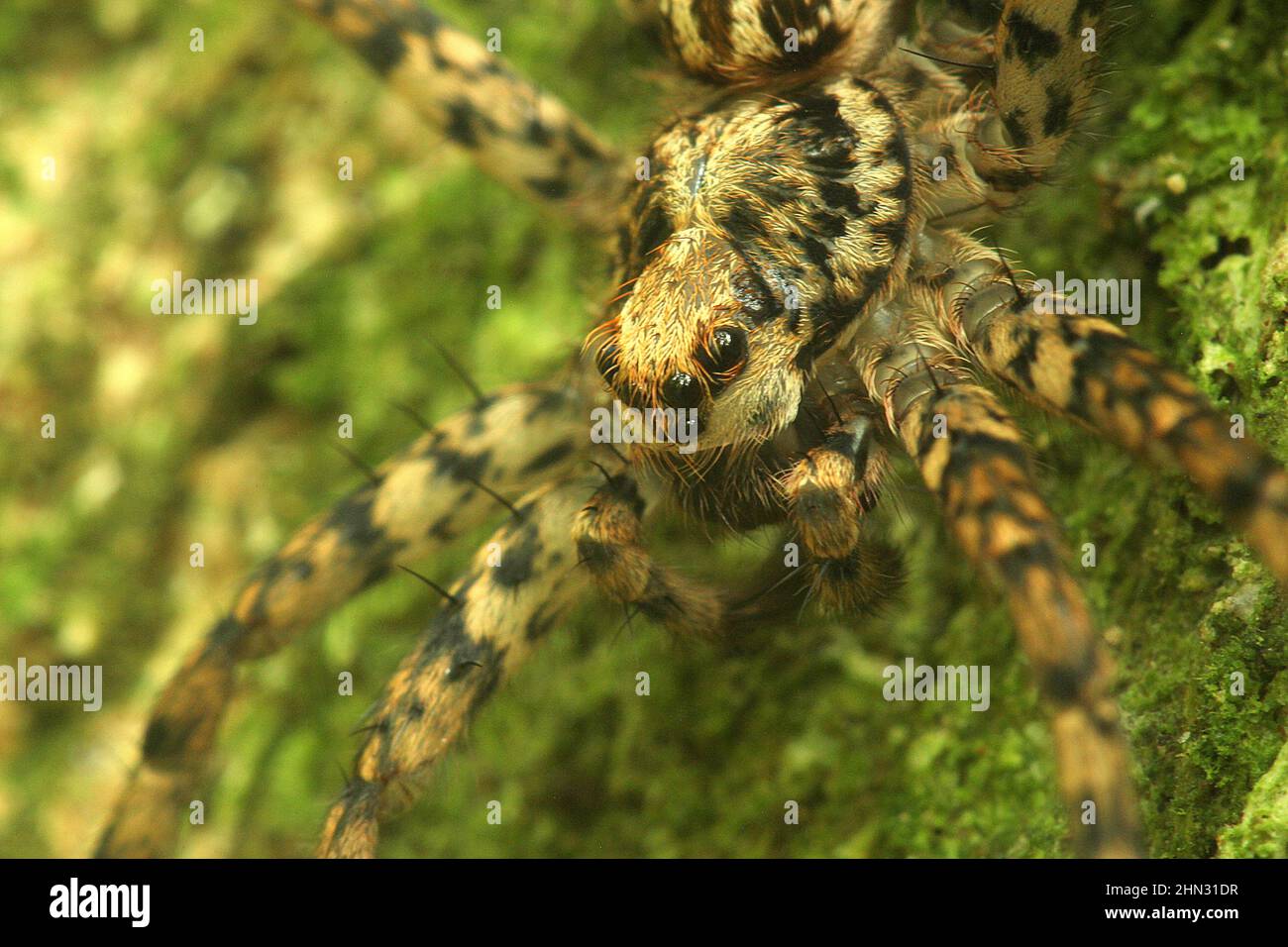 Scuttling spider (Cyclotenus sp.) on mossy tree trunk Stock Photo - Alamy