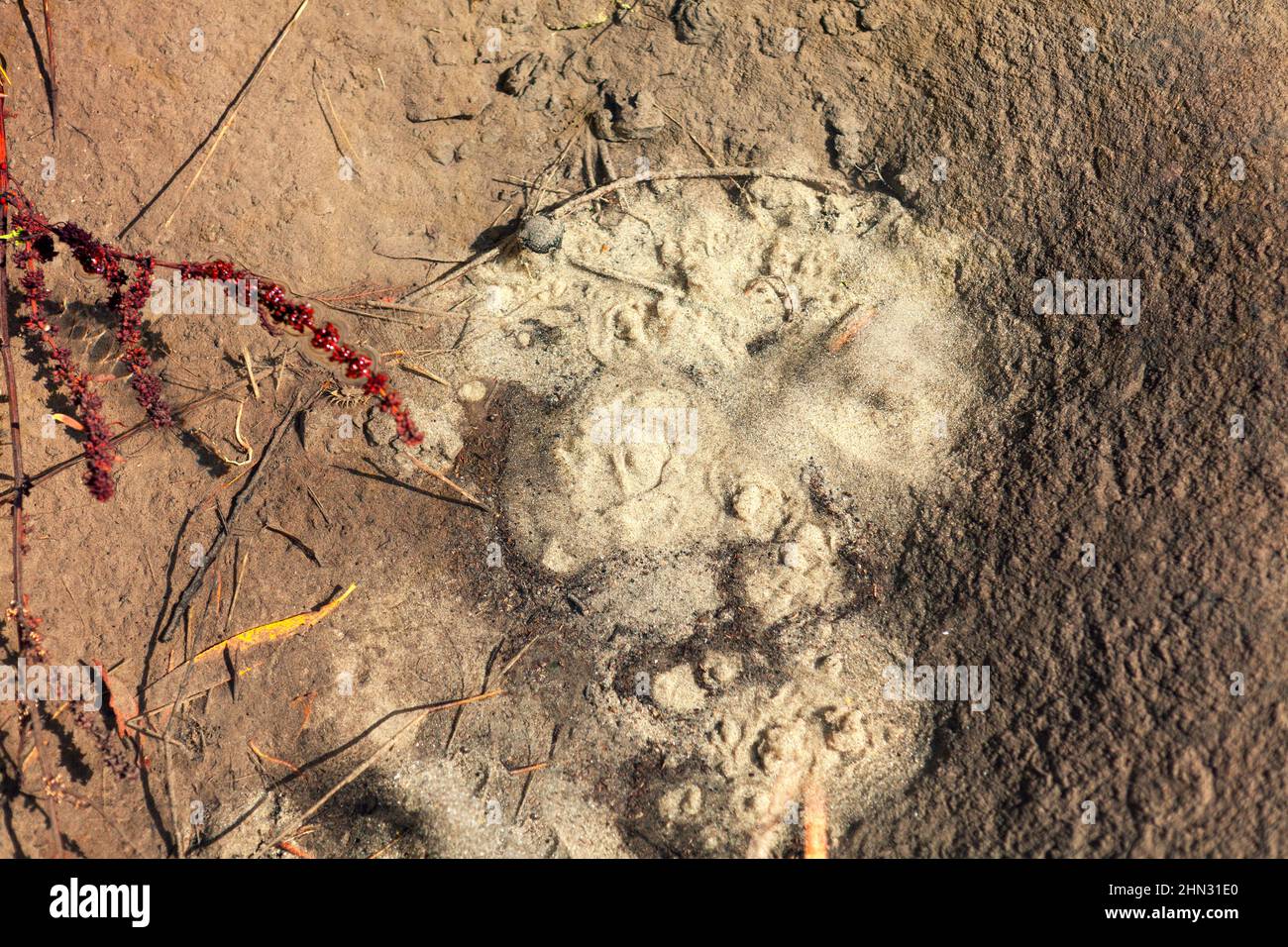 River sandy bottom, view through transparent water Stock Photo - Alamy