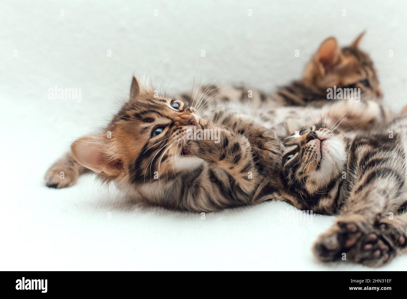 Three cute one month old kittens on a furry white blanket Stock Photo ...