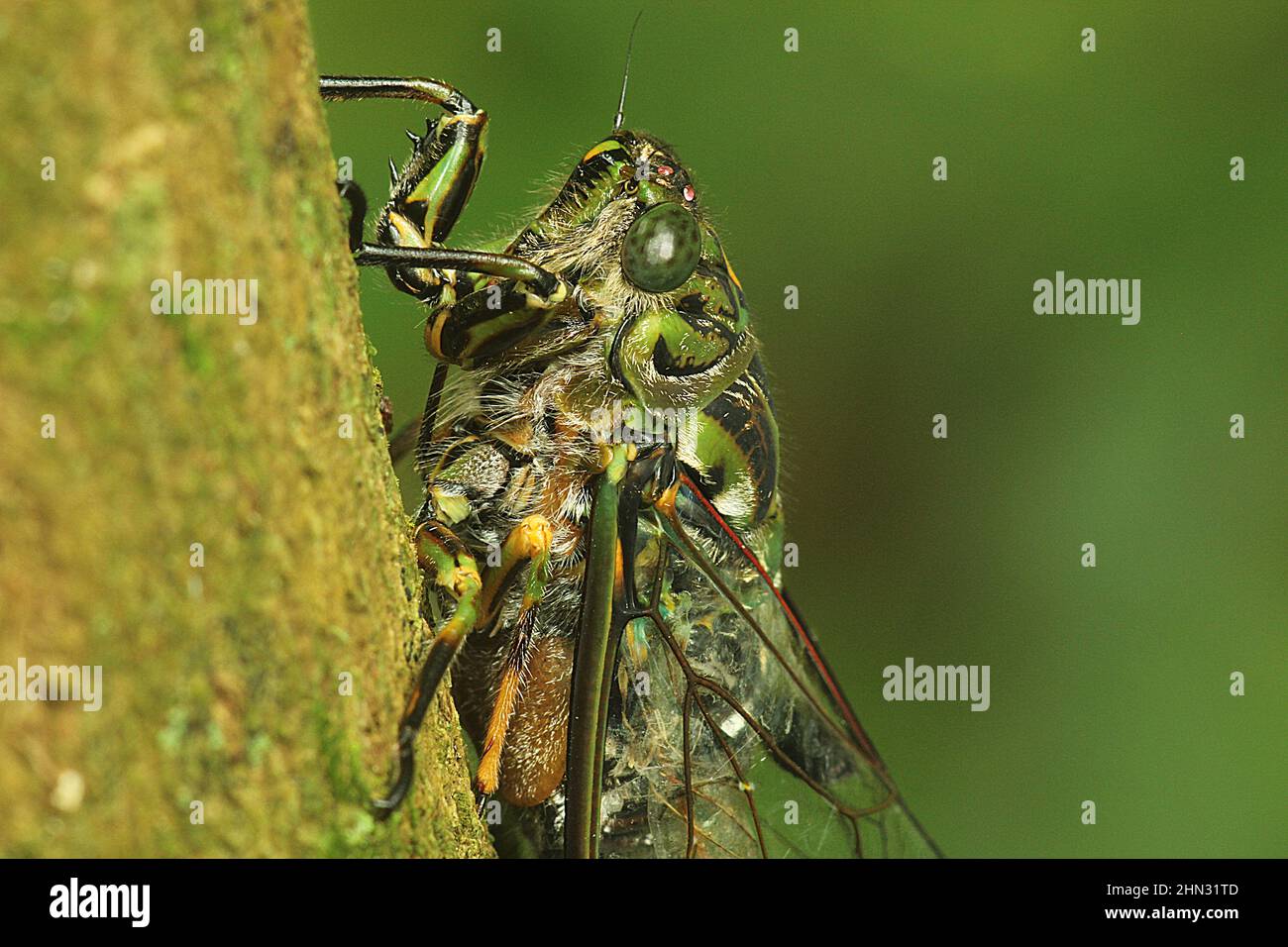 Clapping cicada hi-res stock photography and images - Alamy