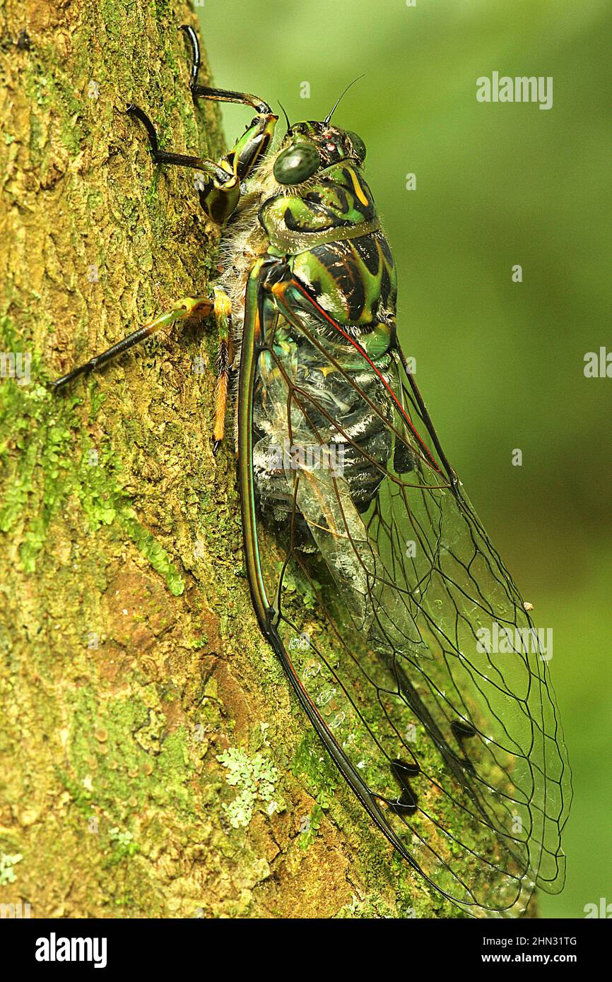Clapping cicada hi-res stock photography and images - Alamy