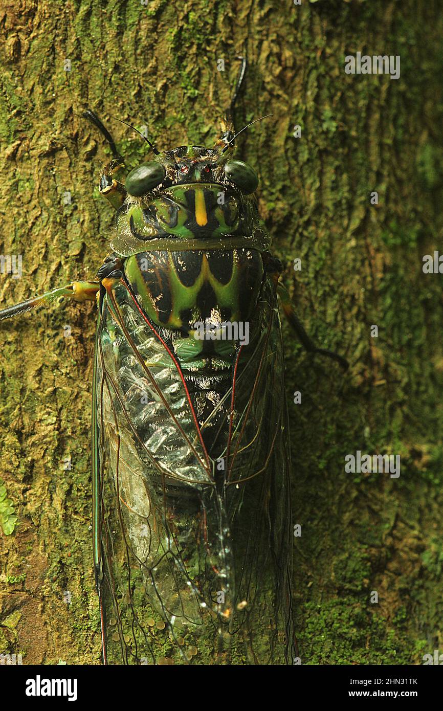 Clapping cicada hi-res stock photography and images - Alamy