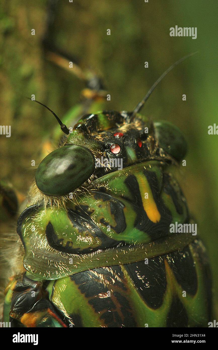 Clapping cicada hi-res stock photography and images - Alamy