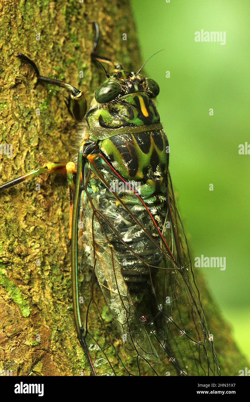 Clapping cicada hi-res stock photography and images - Alamy