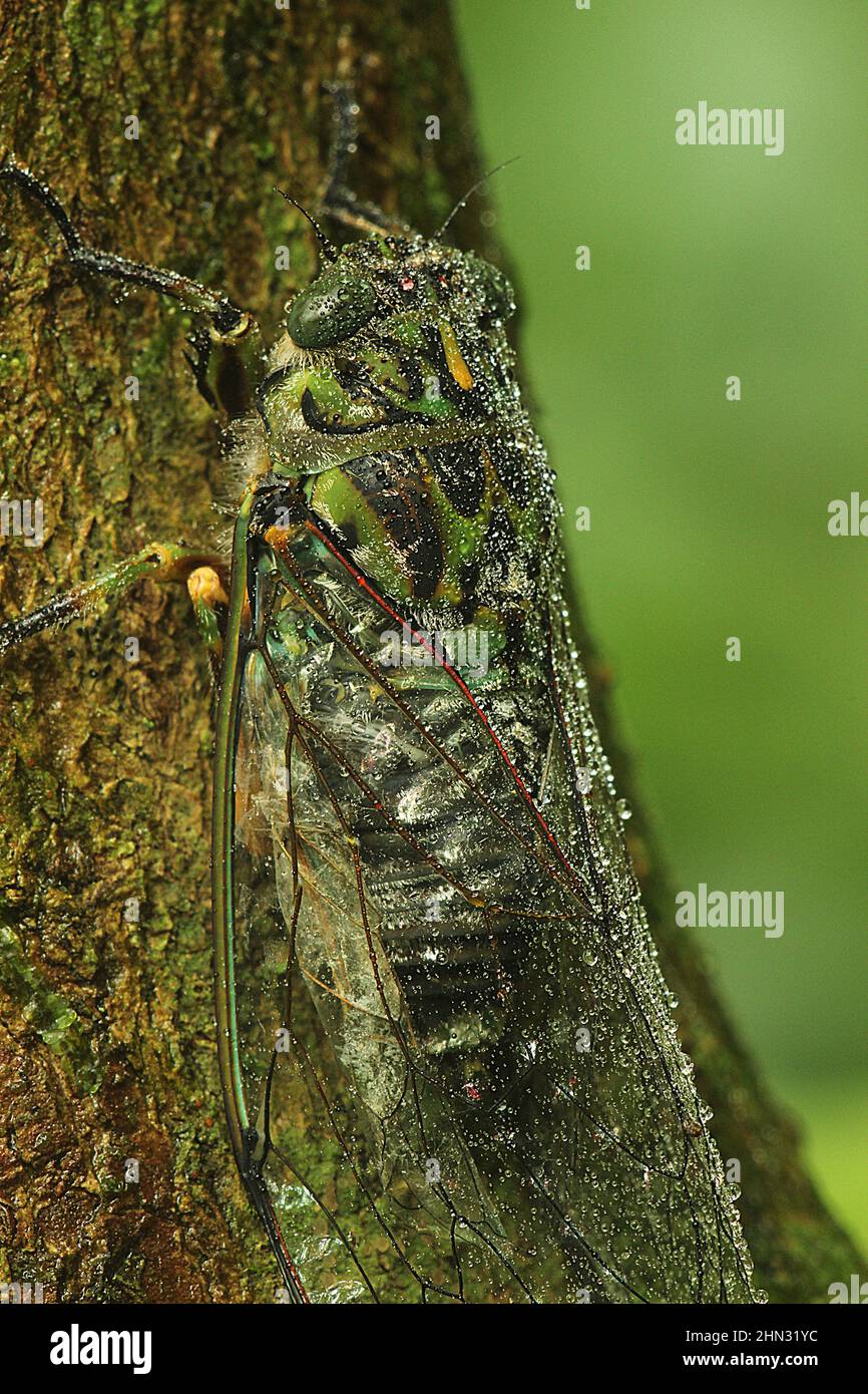 Clapping cicada hi-res stock photography and images - Alamy