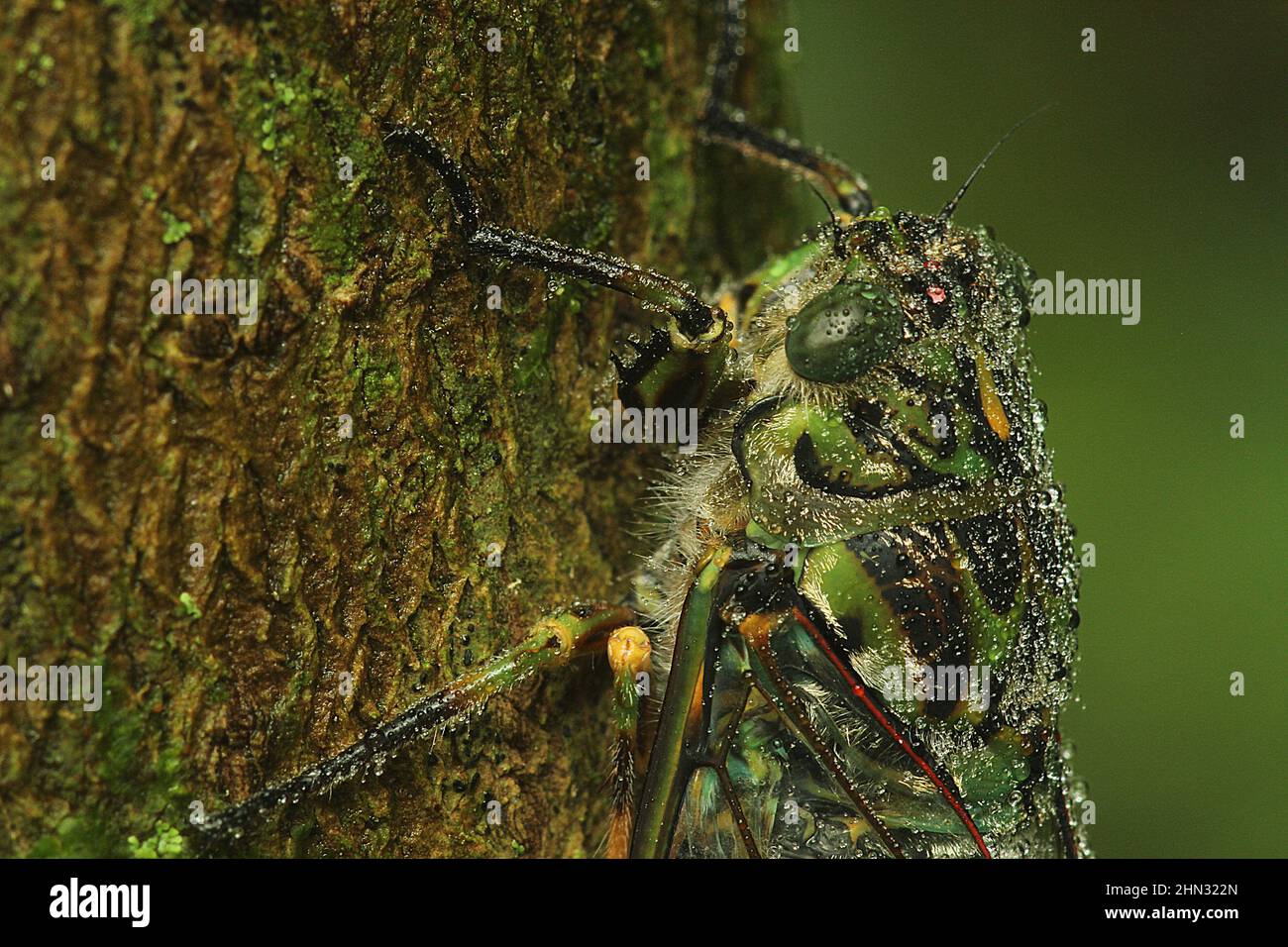 Clapping cicada hi-res stock photography and images - Alamy