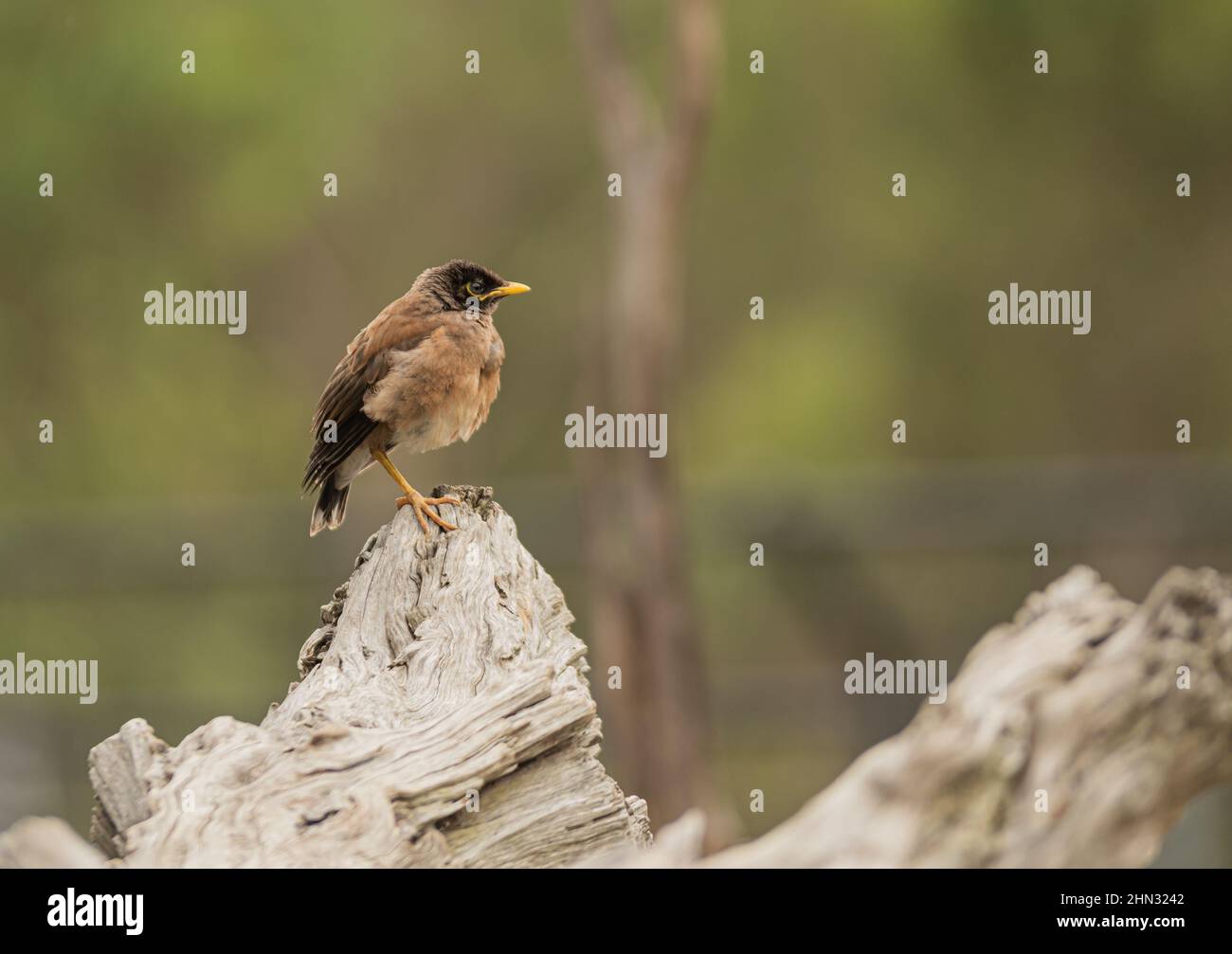 Myna bird hi-res stock photography and images - Alamy