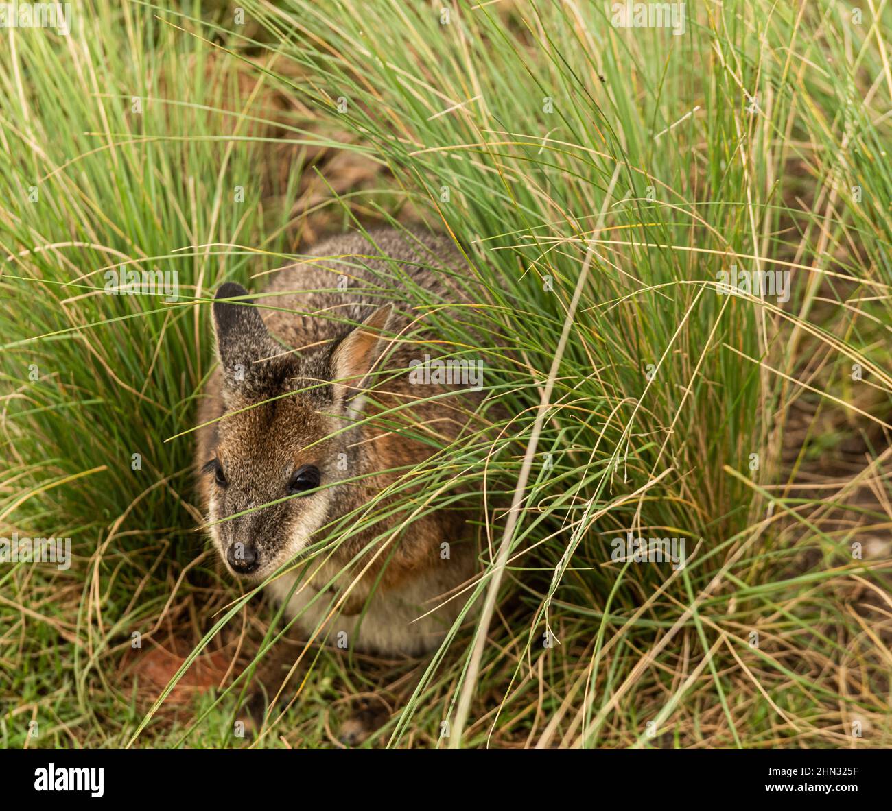 Sweet and tender little australian wombat in position marsupial Stock ...