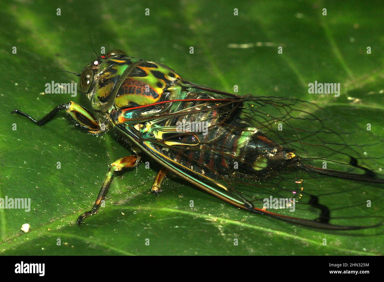 Clapping cicada hi-res stock photography and images - Alamy