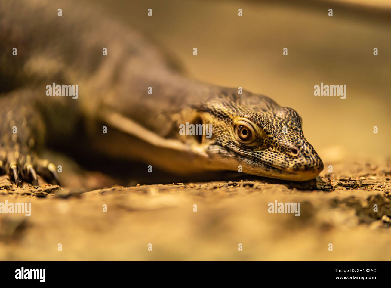 Varanus salvator also common water monitor, large varanid lizard Stock ...