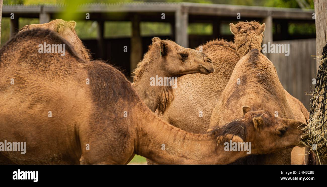 Group Of Camels walking on the zoo Stock Photo - Alamy
