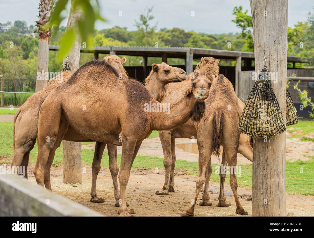 Group Of Camels walking on the zoo Stock Photo - Alamy