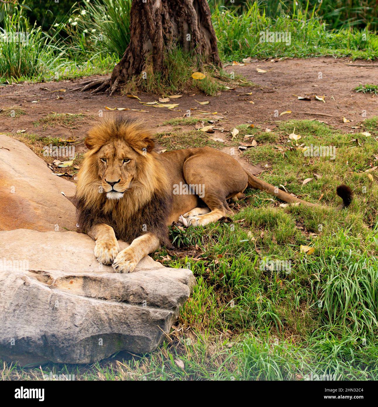 A lion is ready to go for a action Stock Photo - Alamy