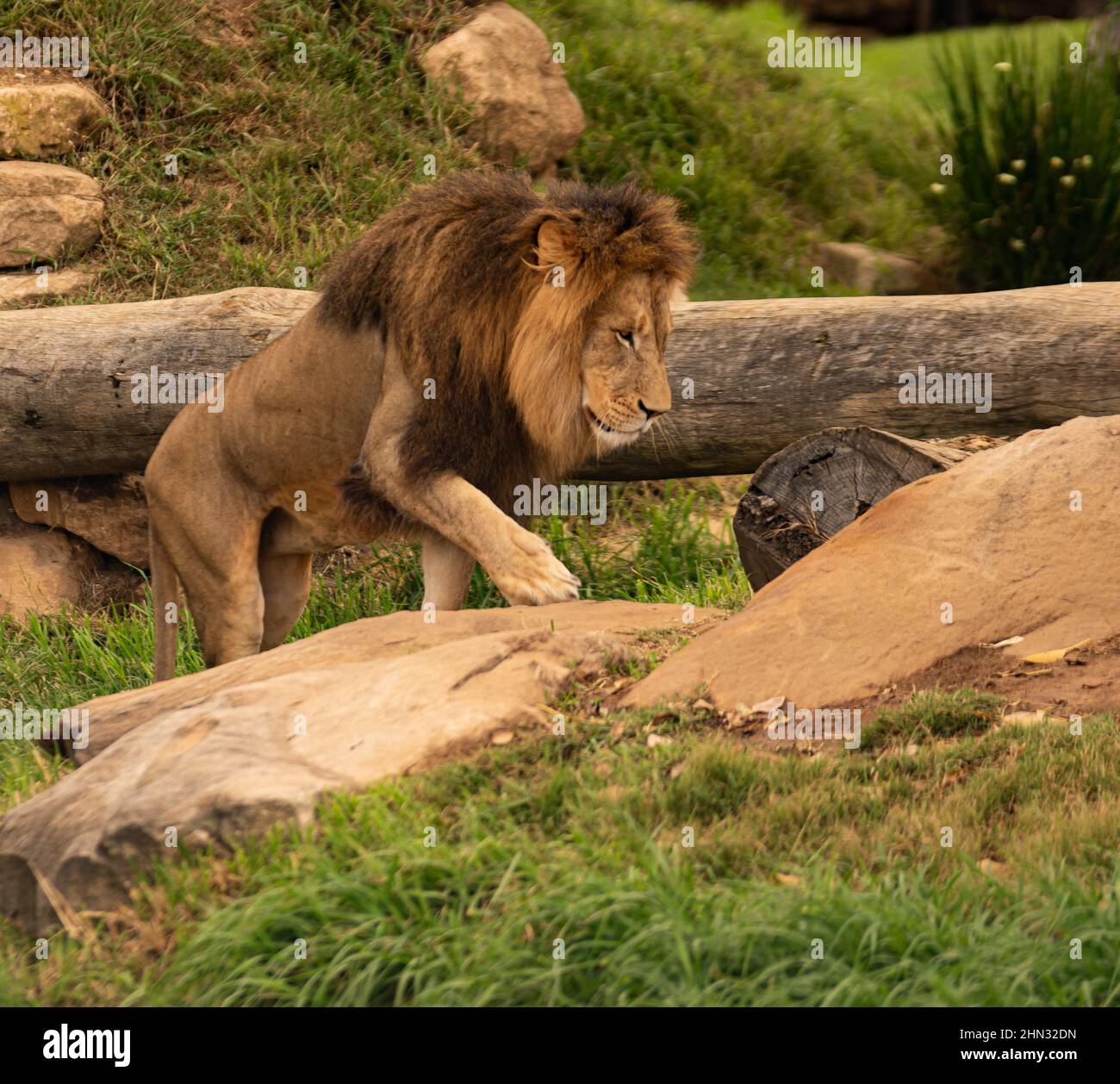 A lion on the move Stock Photo - Alamy