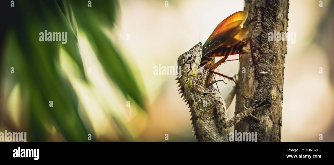 BANNER Macro close-up photo captures moment big gray lizard eat ...