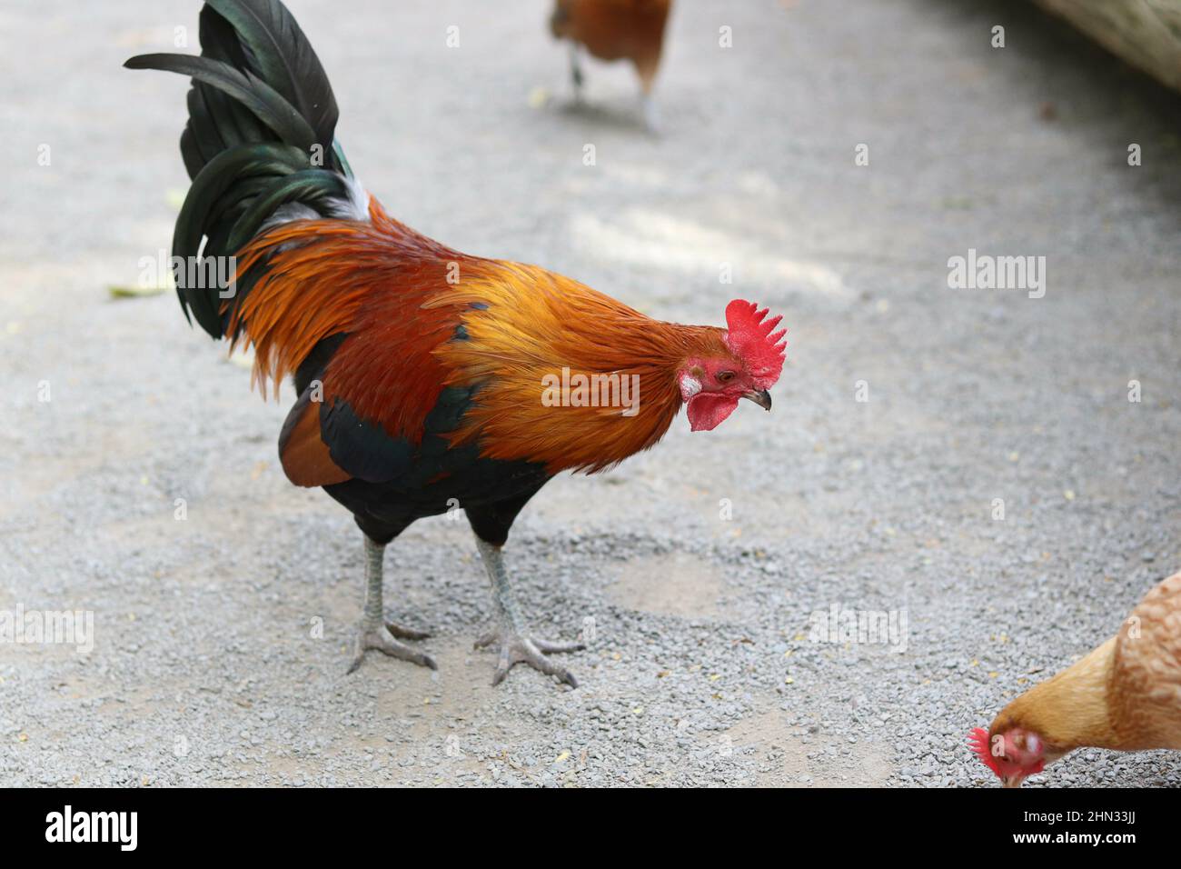 Roosters tail hi-res stock photography and images - Alamy