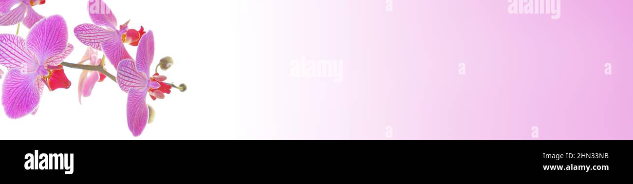Orchid Pink flower.Orchid flower banner.Pink orchid isolated on white ...