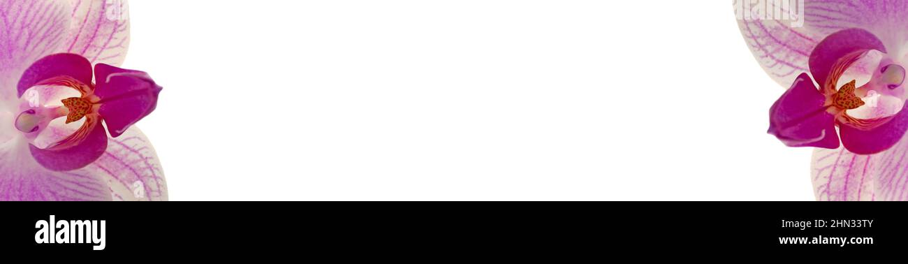 Orchid Pink flower banner.Pink orchid isolated on white background ...