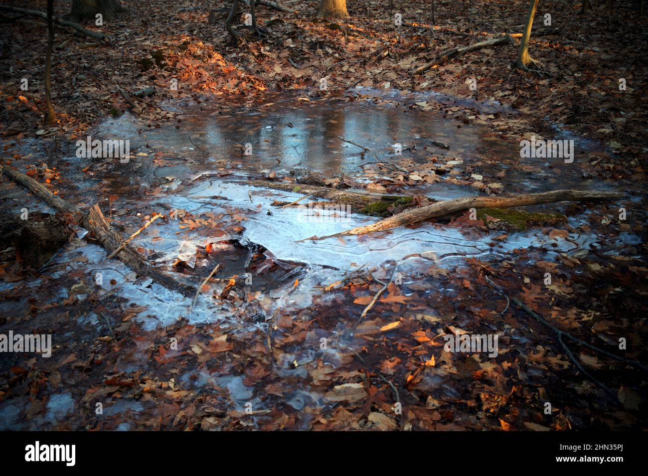 Puddle of water in the woods, with a thin crust of brittle ice, La ...