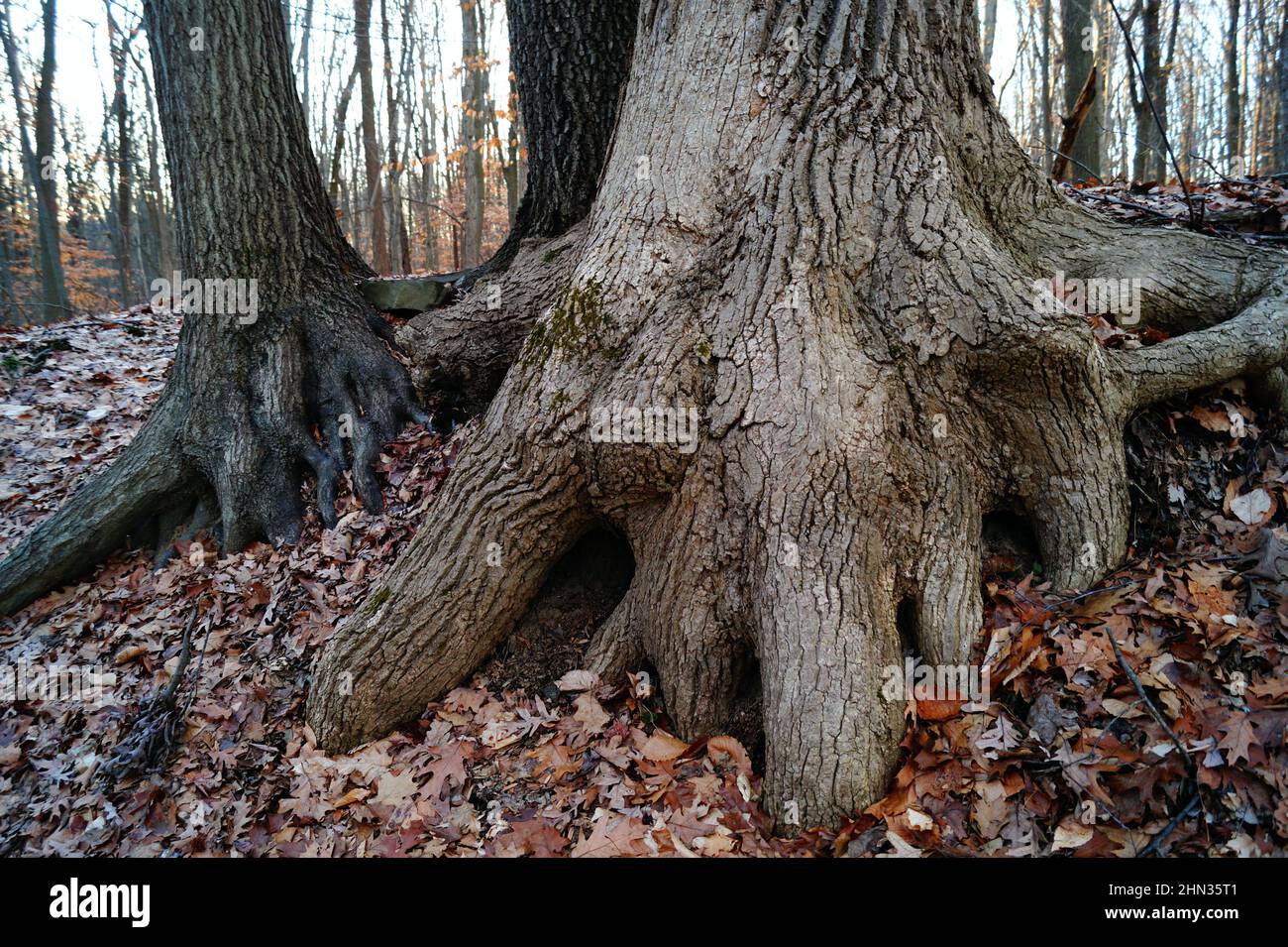 Sinewy roots at the base of tree trunks, fallen leaves, in La Tourette ...