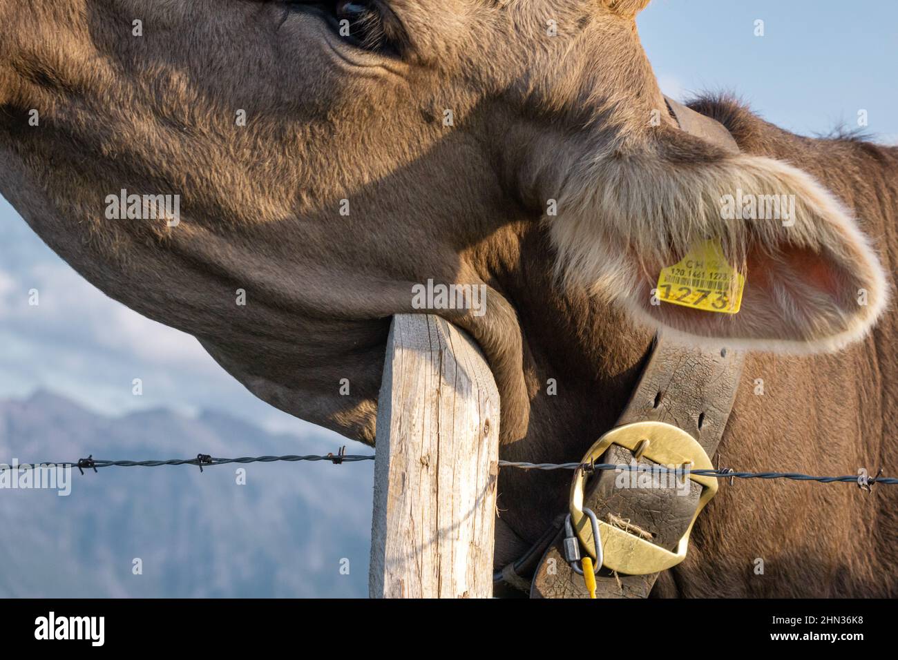 Closeup of a cow in the farm Stock Photo - Alamy