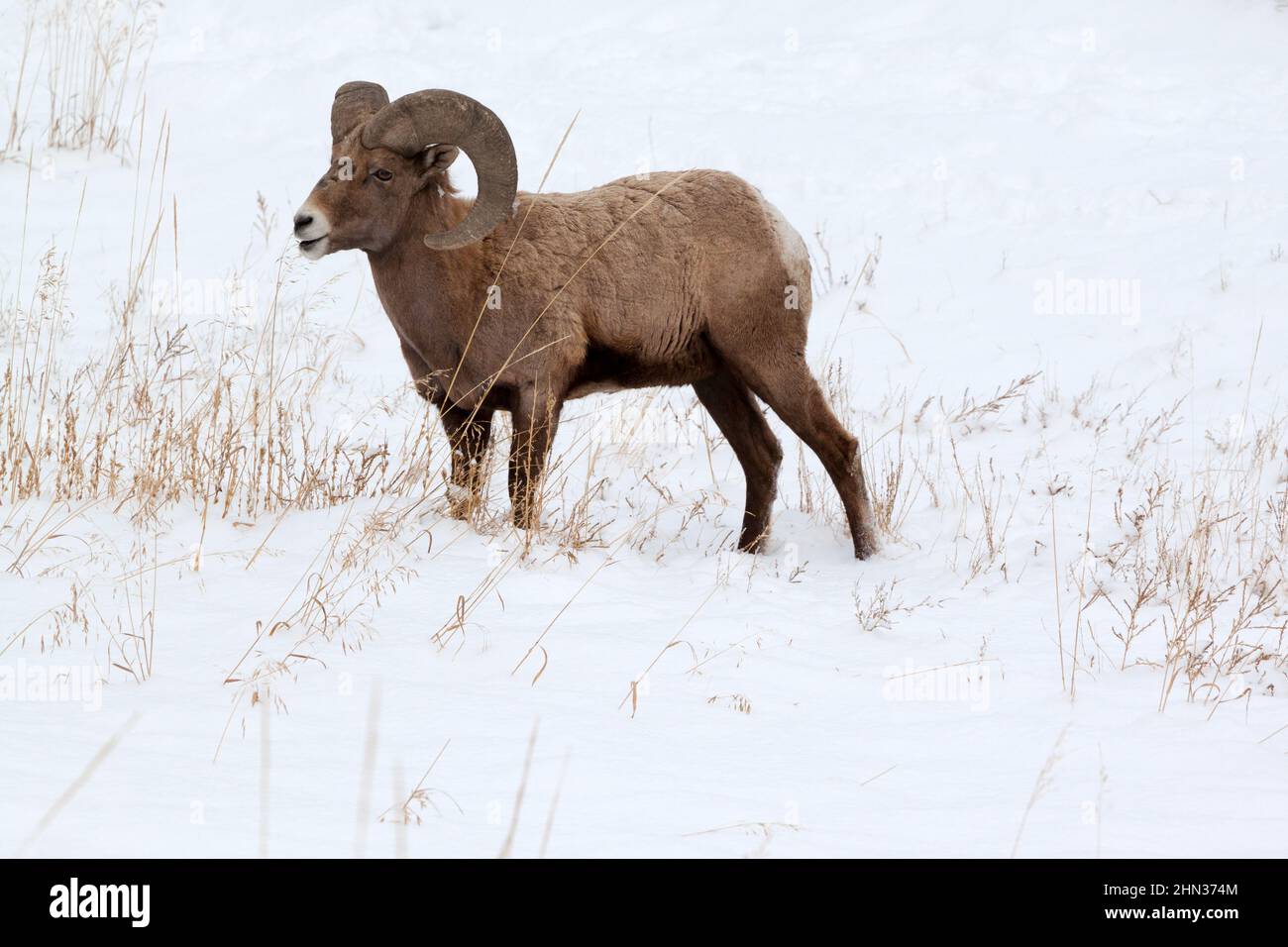 Single Rocky Mountain bighorn ram (Ovis canadensis) in snow Stock Photo ...