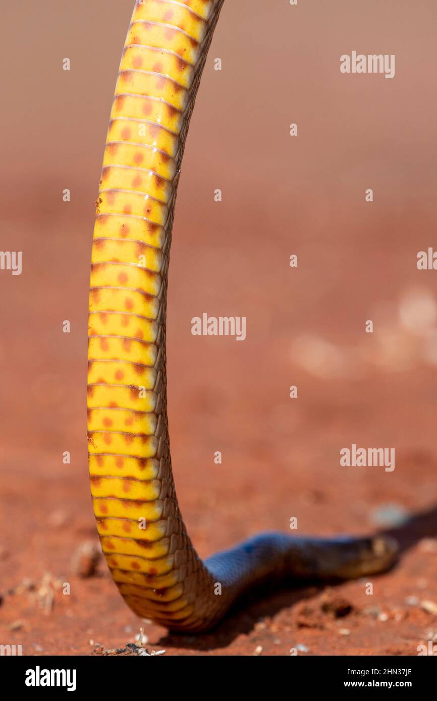 Belly strap hi-res stock photography and images - Alamy