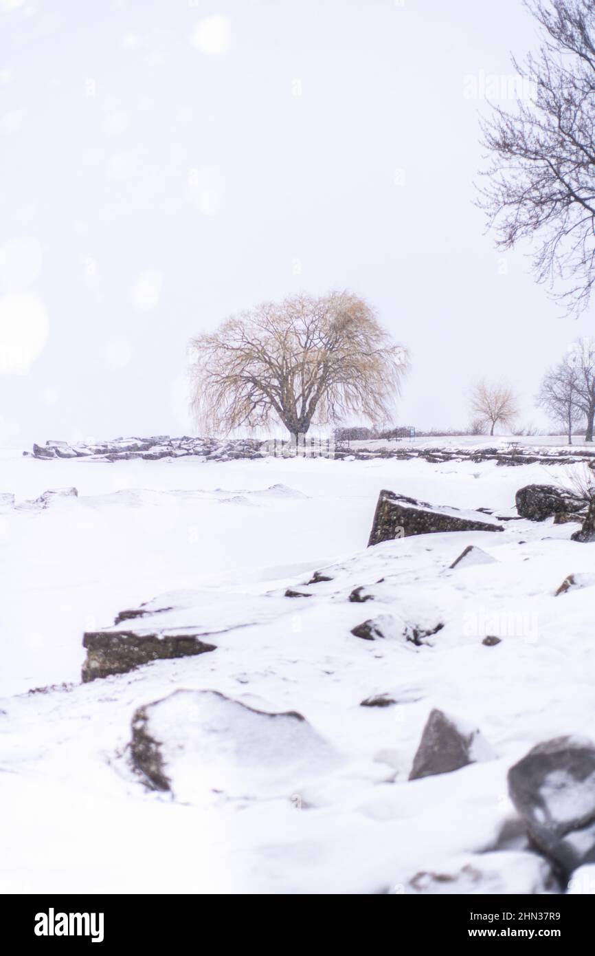 Willow Tree at Edgewater Park in Ohio Stock Photo - Alamy