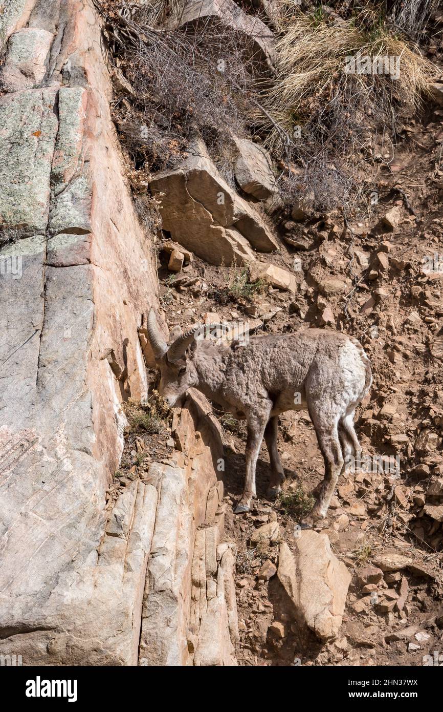Desert bighorn ram browsing on a steep canyon slope Stock Photo - Alamy