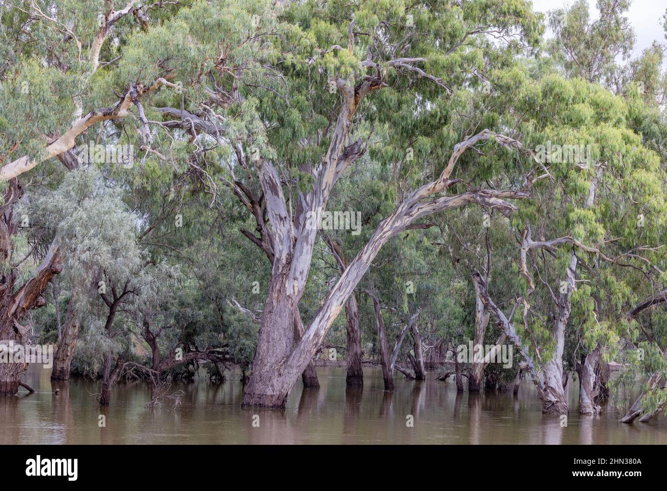 Darling River in flood after drought breaking rain at Gundabooka ...