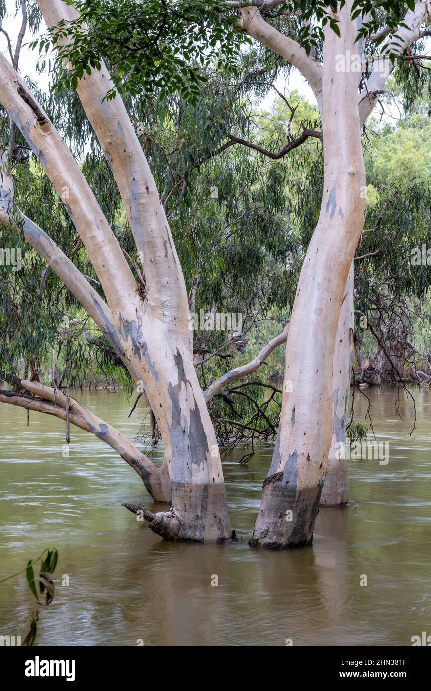Darling River in flood after drought breaking rain in outback New South ...