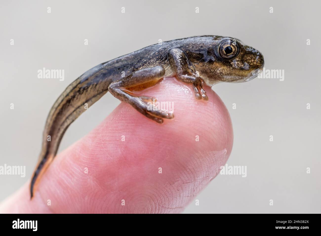 Perons tree frog hi-res stock photography and images - Alamy