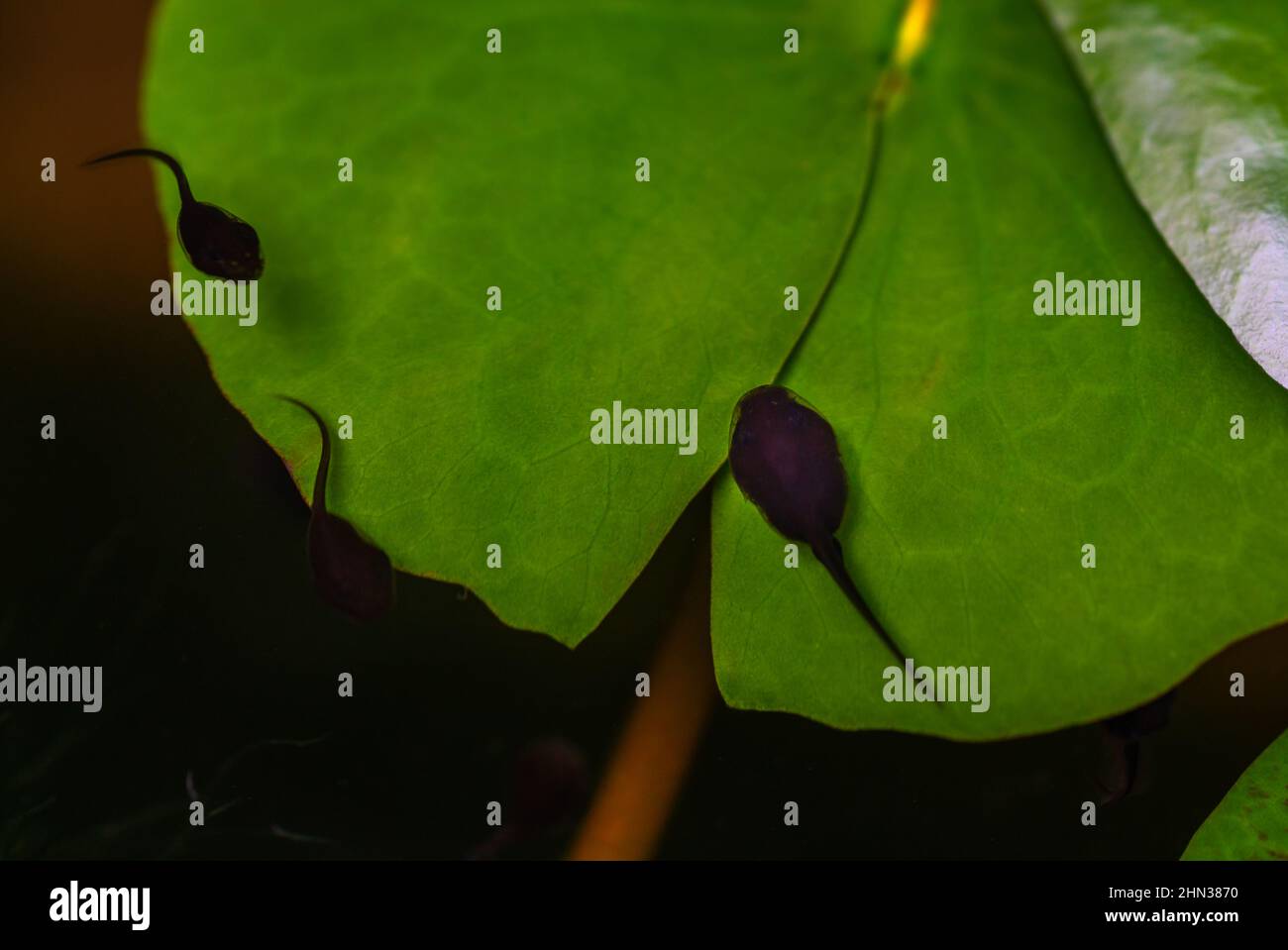 Baby swimming underwater hi-res stock photography and images - Alamy