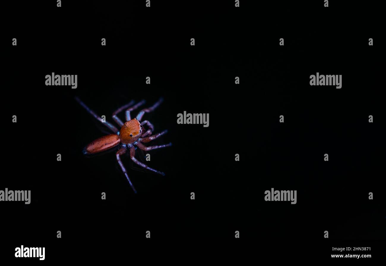 An orange-color spider in the dark, close up a small spider with a ...