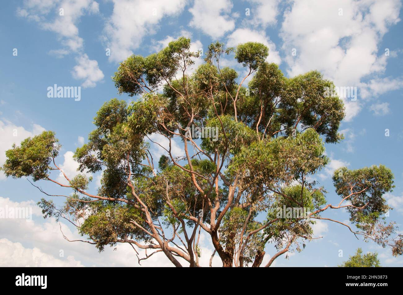 Australian native woodland hi-res stock photography and images - Alamy
