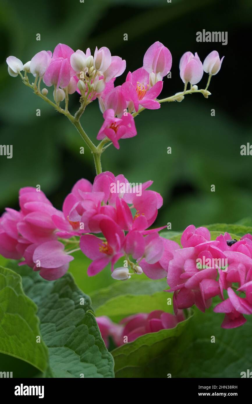 Mexican creeper (Also called Antigonon leptopus, coral vine, queen's ...