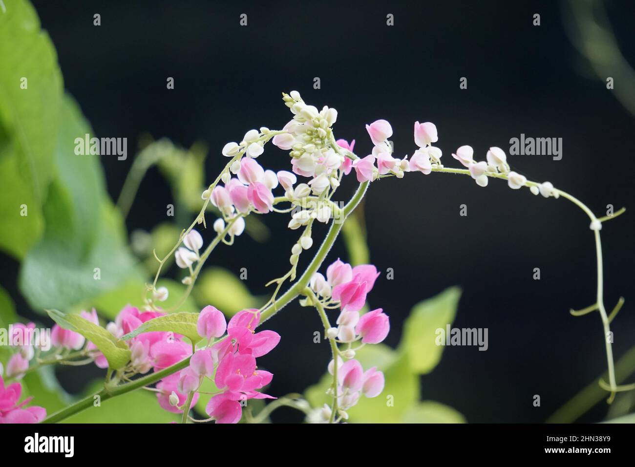 Mexican creeper (Also called Antigonon leptopus, coral vine, queen's ...