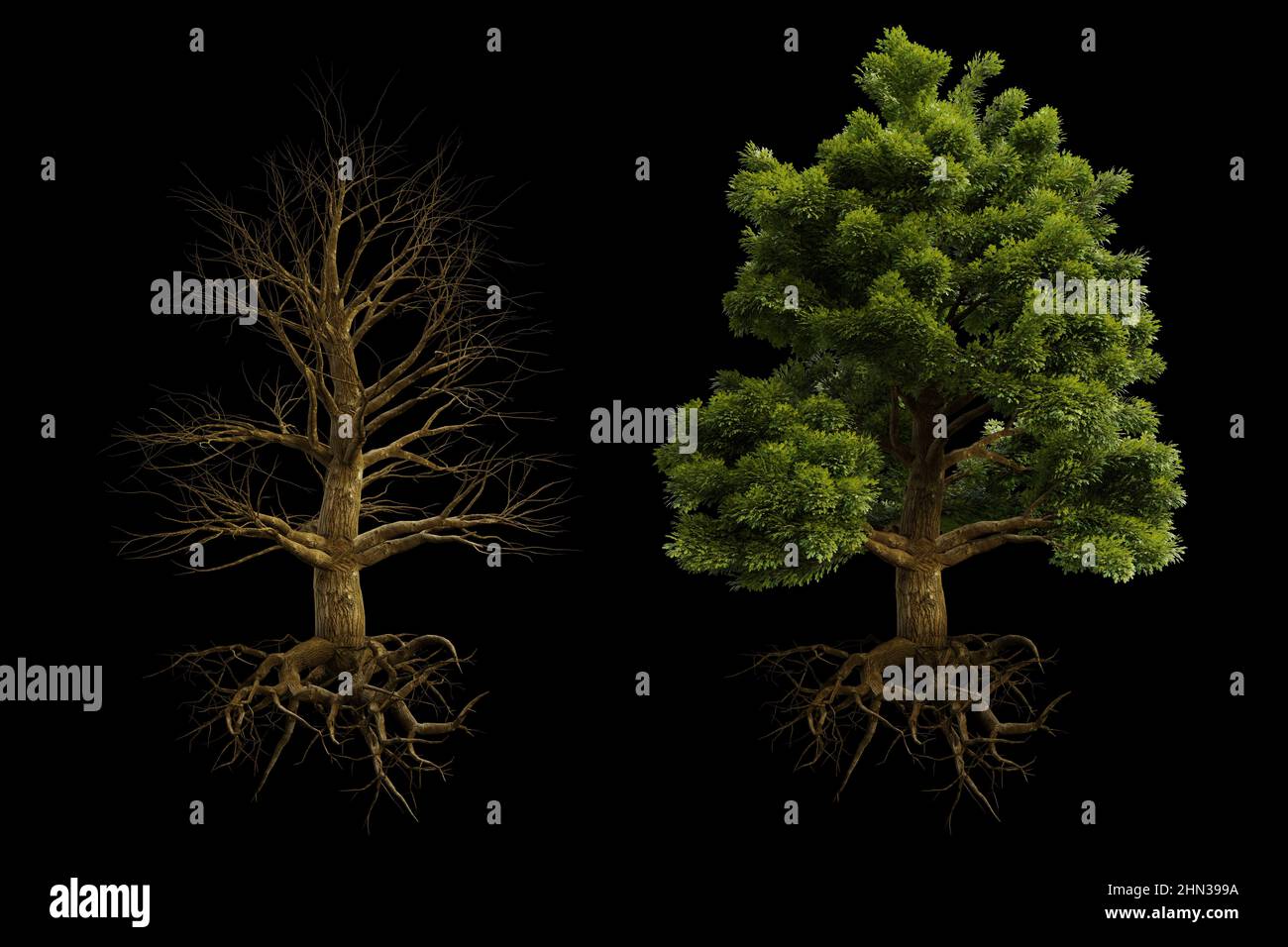 tree in winter and summer with roots isolated on black background Stock ...