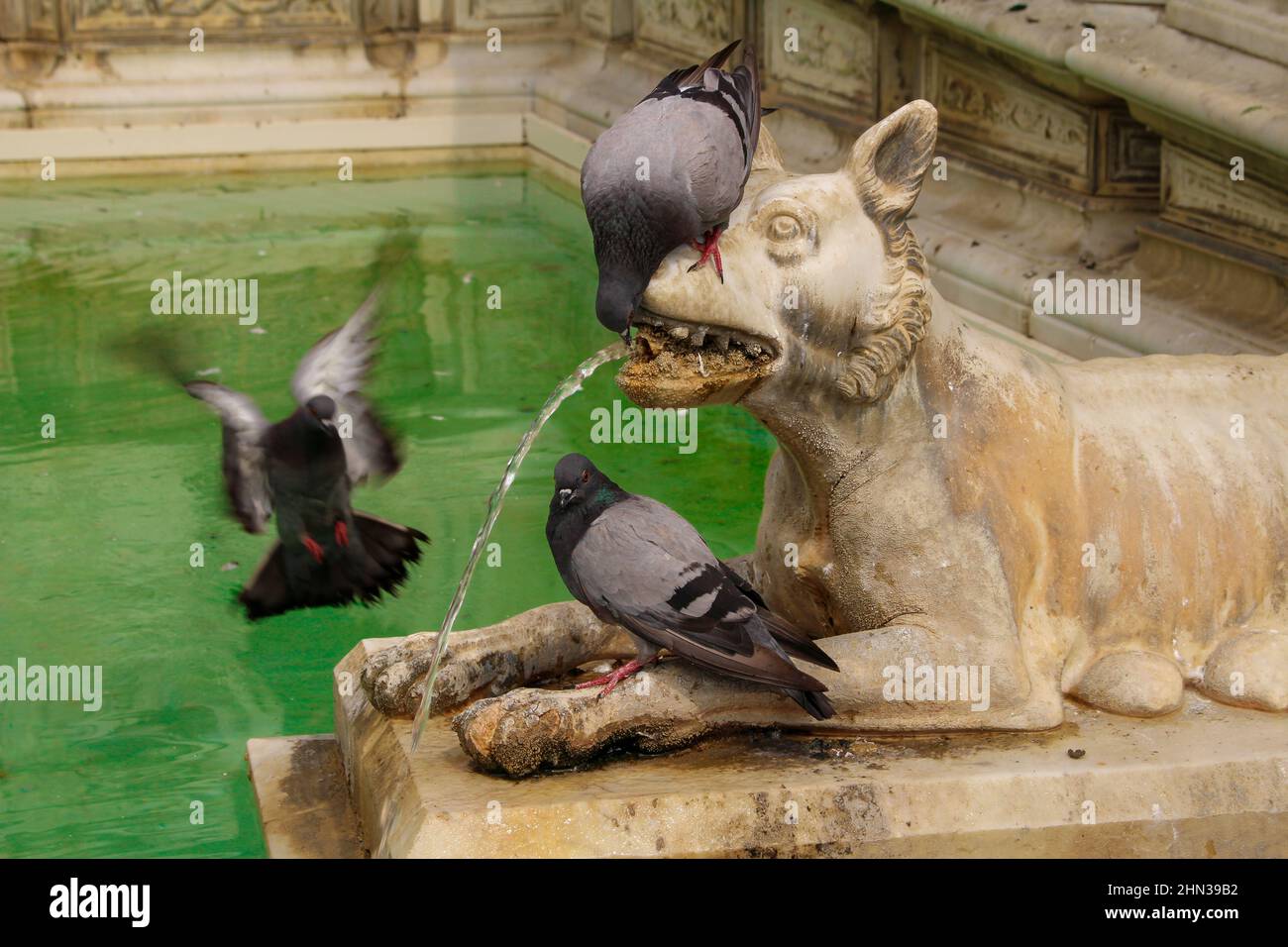 Closeup of doves drinking water from an ornate fountain in Siena ...